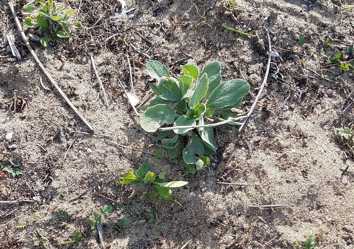 Invasive Species and Enamel Plates – Barbados Uh Cum From!